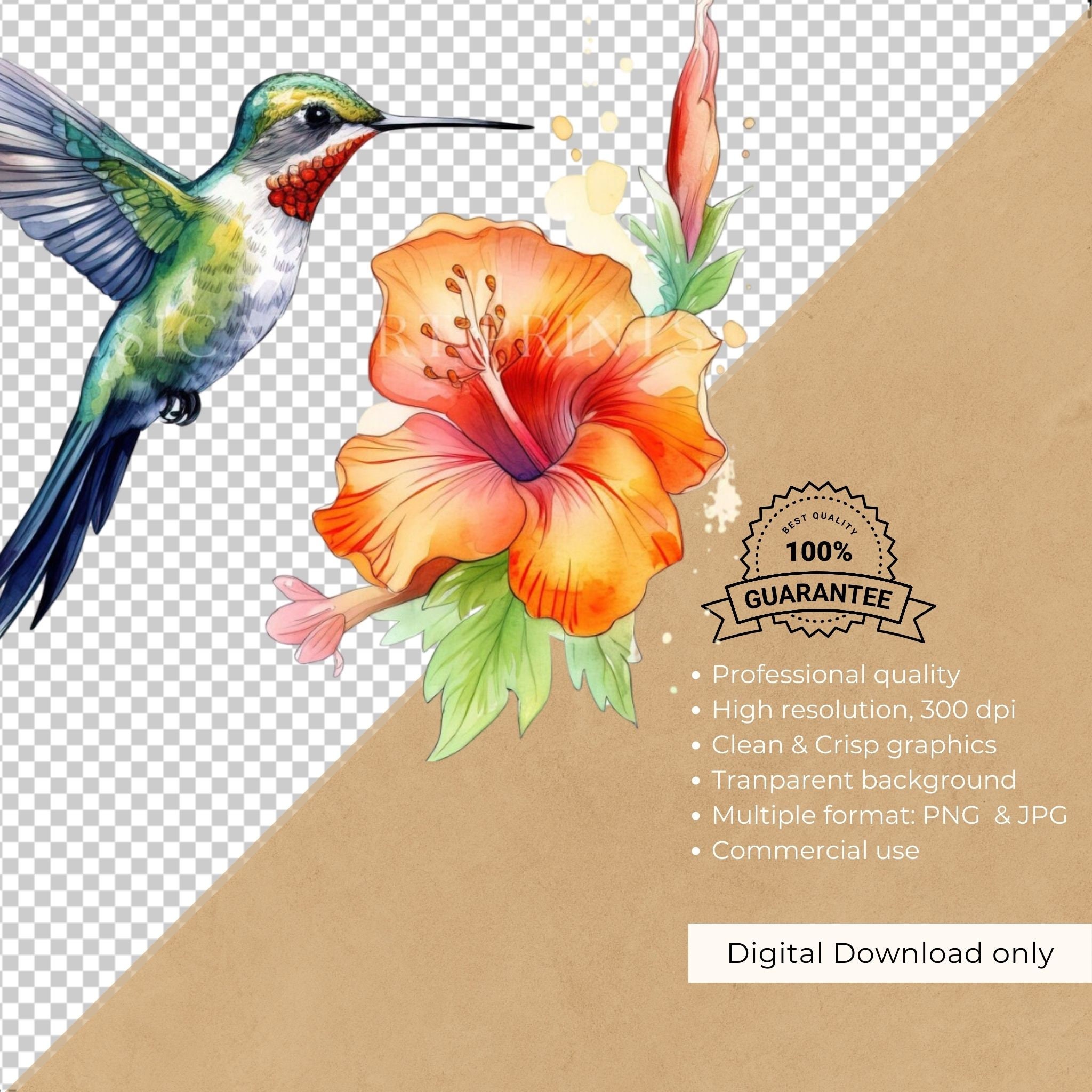 Hummingbird PNG, Colorful Hummingbird Clipart, Watercolor Bird Clipart ...