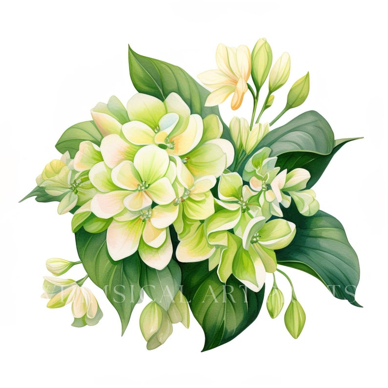 Green Hydrangeas Clipart, Hydrangea Flowers, Bouquet Clipart, Watercolor Art, Commercial Use ...