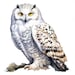 Snowy Owl Clipart, Bird Clipart, Watercolor Snowy Owls, Owls ...