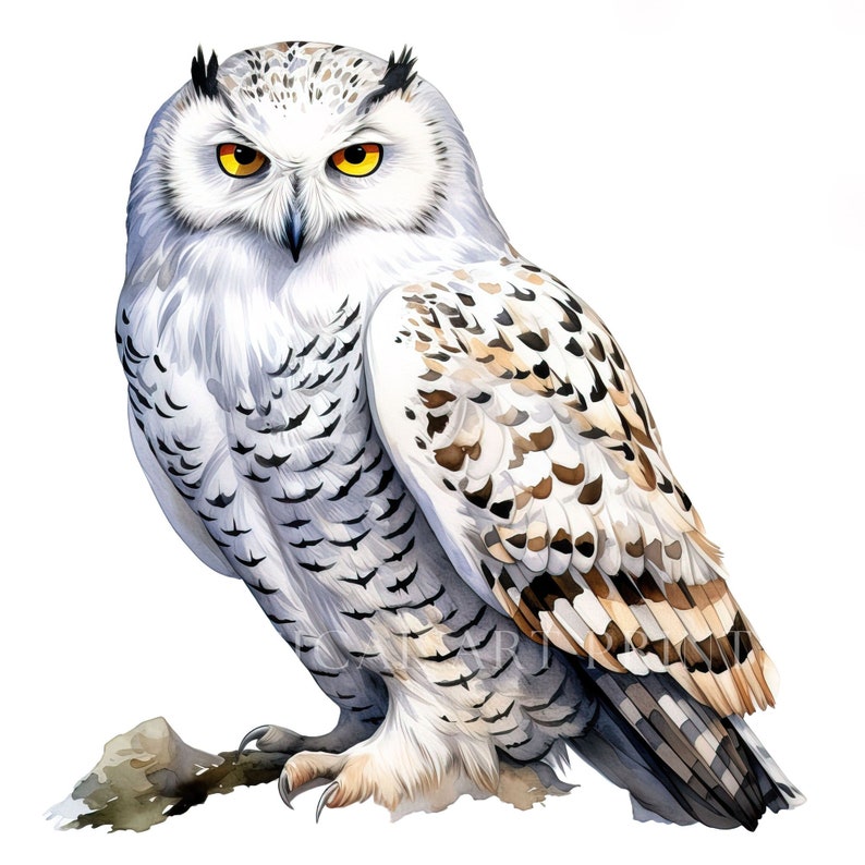 Snowy Owl Clipart, Bird Clipart, Watercolor Snowy Owls, Owls ...