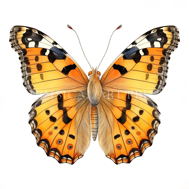 Painted Lady Butterfly Clipart, Butterfly Graphics, Watercolor ...