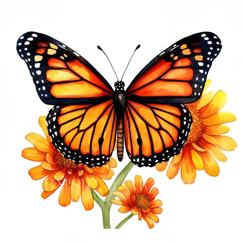 Monarch Butterfly Clipart, Close-up, Watercolor Clipart, Flower ...