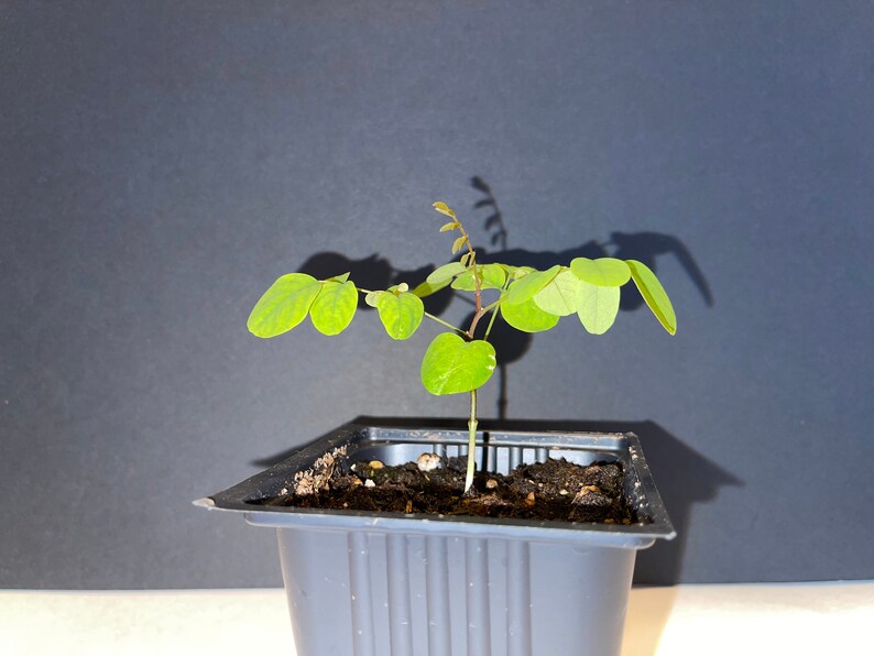 Black Locust Robinia Pseudoacacia Seed Packet 10 Seeds - Etsy