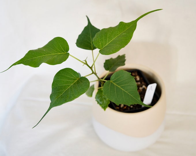 Bodhi Tree / Sacred Fig - Ficus Religiosa Starter Bonsai Tree, Live ...