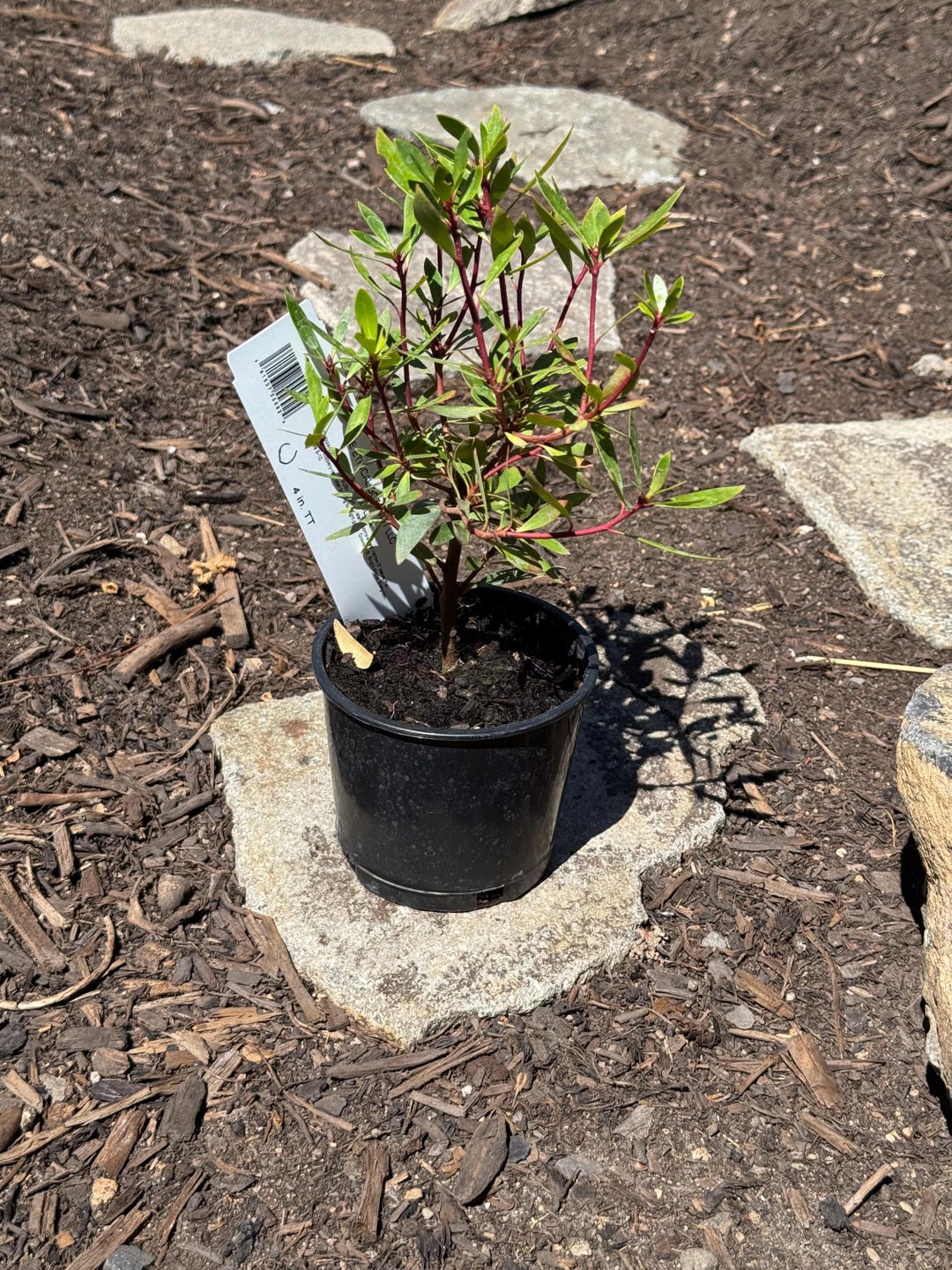 Mountain Pepper Tree Live Plant: Drimys Lanceolata Bonsai Starter in ...