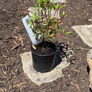 Drimys Lanceolata 'mountain Pepper Tree', Live Plant, Bonsai Starter in ...