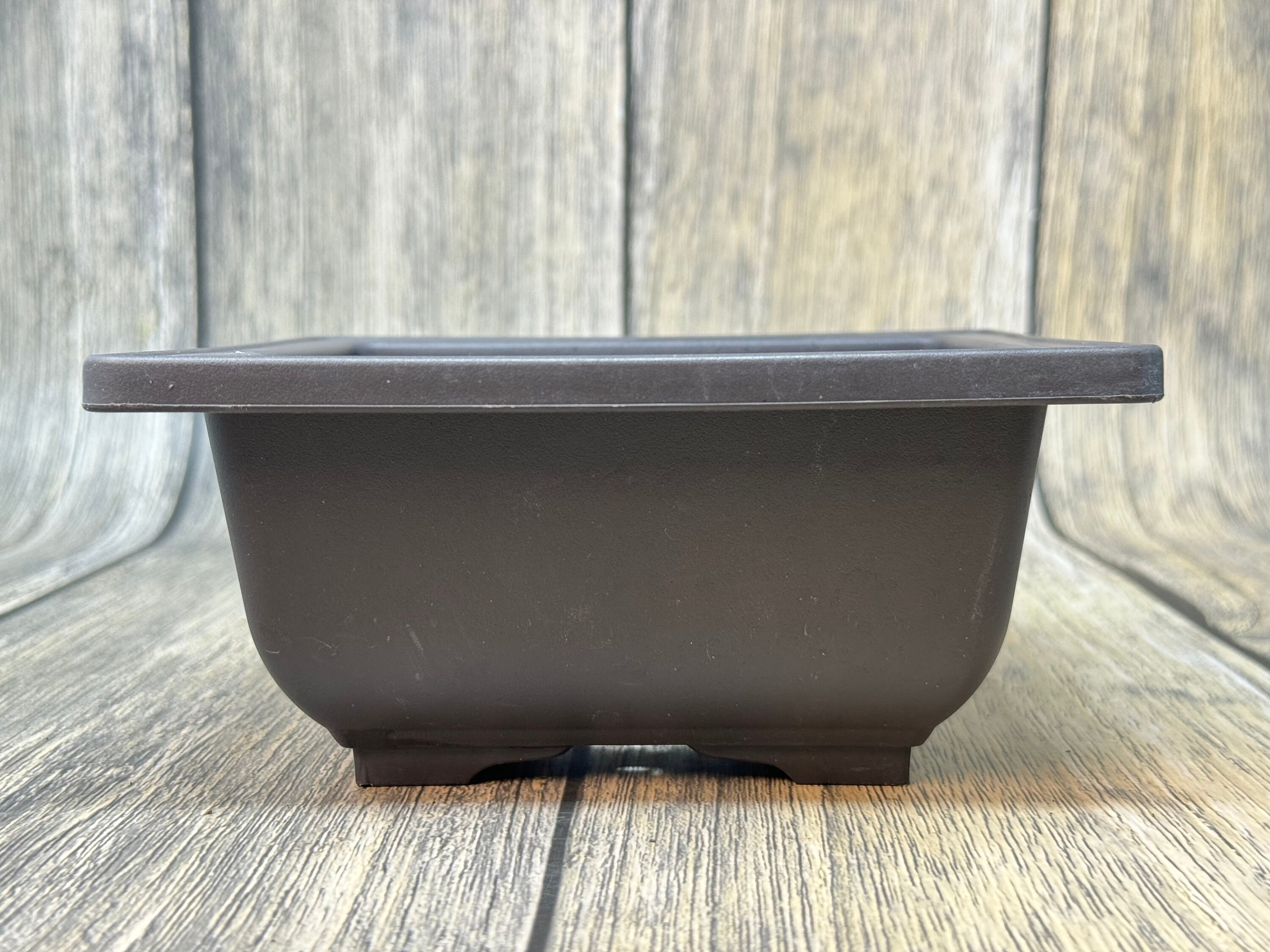 Italian Stone Pine, Pines Pinea, Live Plant, Bonsai Starter in 3in Pot ...