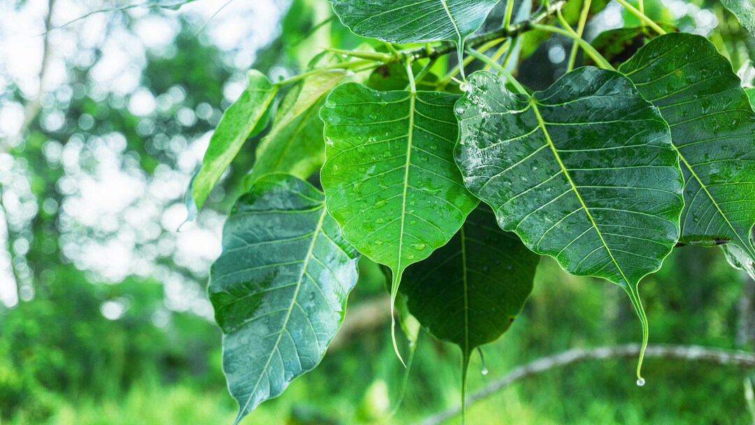 Bodhi Tree / Sacred Fig - Ficus Religiosa Seed Packet (~50 Seeds) With ...