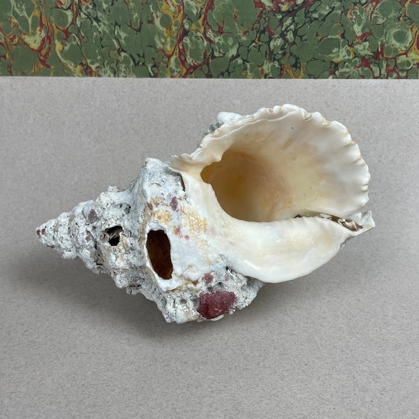 Rare Sea Shells - Etsy