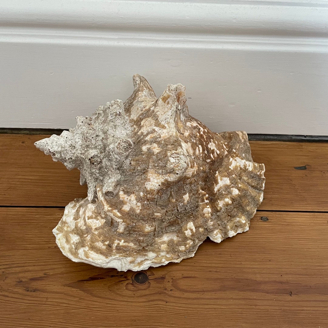 Antique Large Natural Conch Sea Shell Seashell Weathered - Etsy