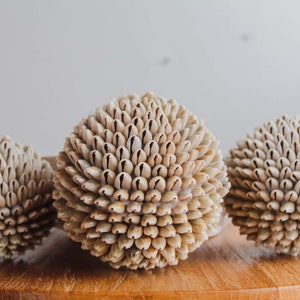 Seashells Table Decor, Set of 3 Cowrie Shell Balls for Coastal Style ...