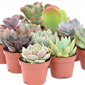 My Next Victim. Funny Pun Succulent Plant Pot - Etsy