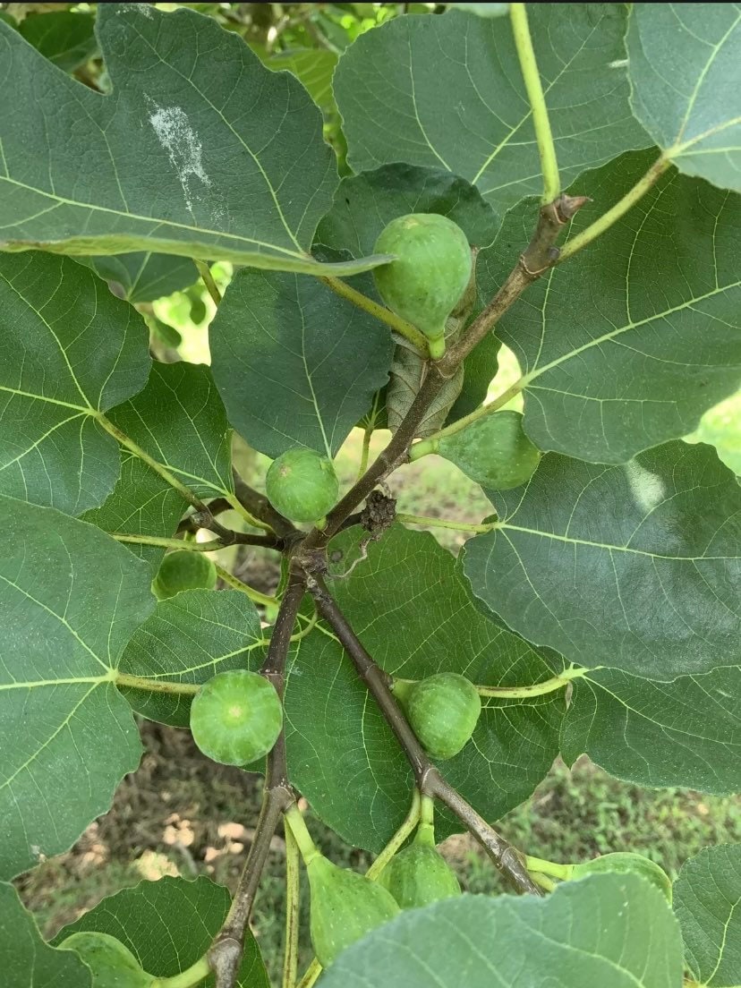 5 Fig Tree Cuttings FRESH FROM Fruiting Tree 8 in Each Cutting - Etsy