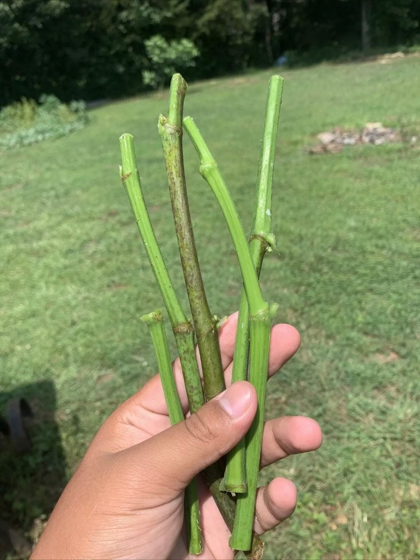 5 Fig Tree Cuttings FRESH FROM Fruiting Tree 8 in Each Cutting - Etsy
