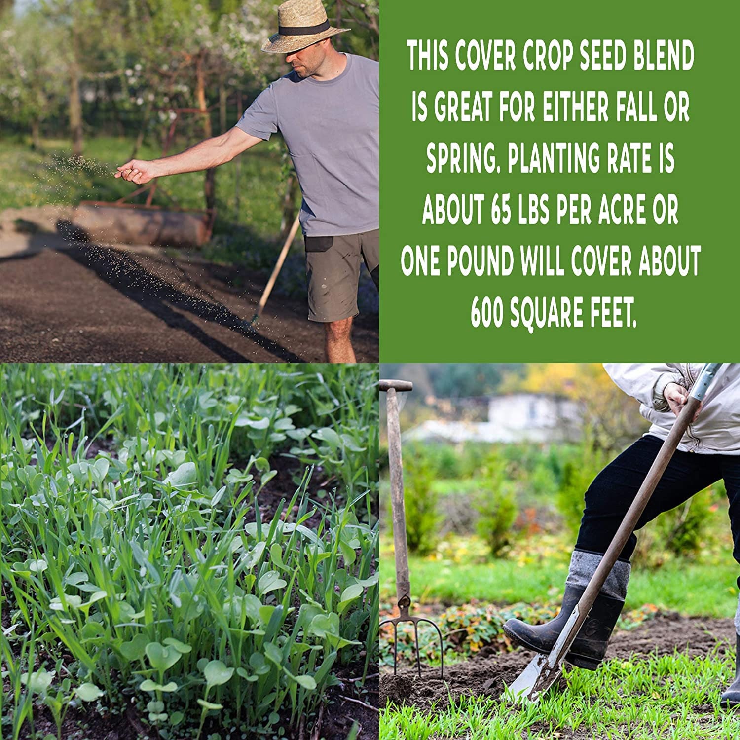 No-till Farm and Garden Cover Crop Mix Seeds - 1 Lbs - Blend of ...