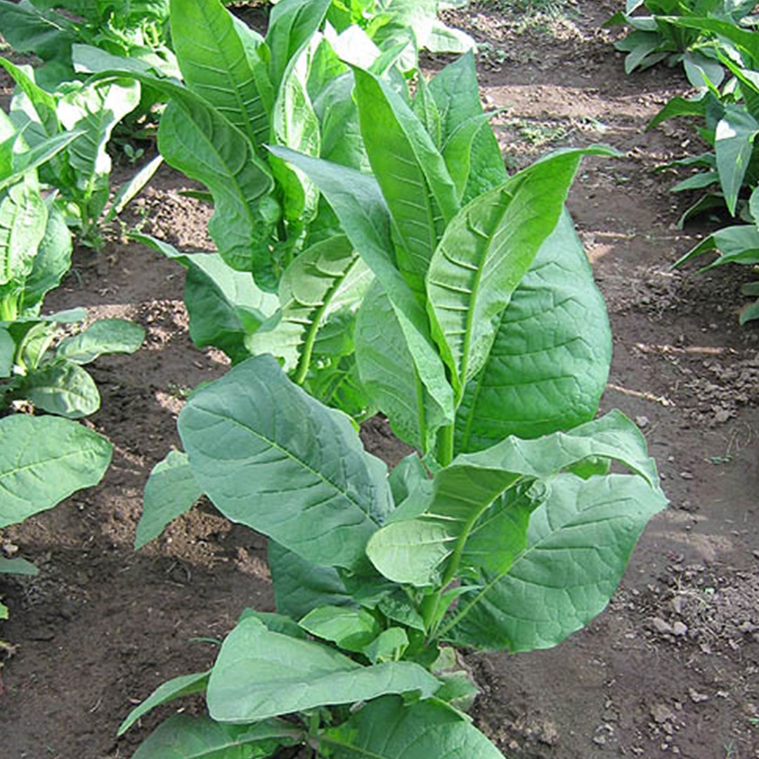 Southern Beauty Tobacco Seeds for Planting - ~100 Non-gmo Heirloom ...