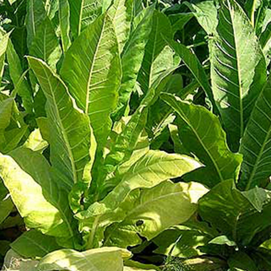 Golden Burley Tobacco Seeds for Planting - ~100 Non-gmo Heirloom ...