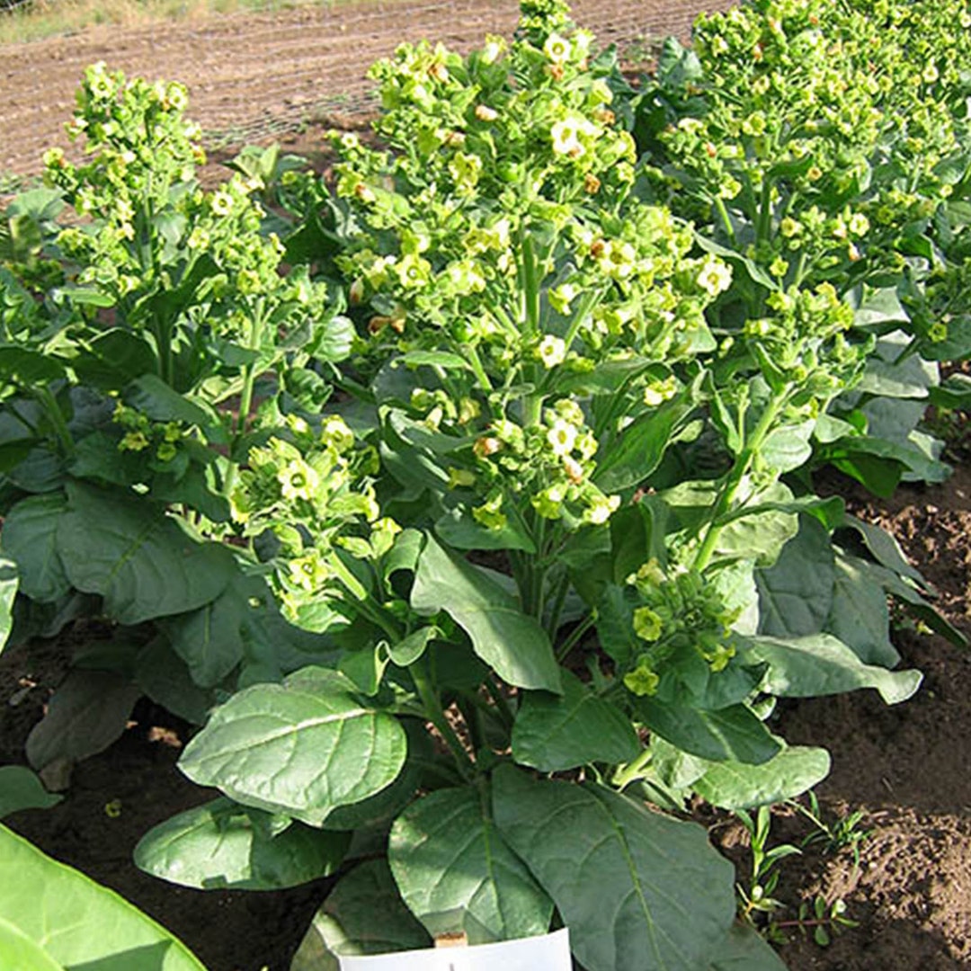 Sacred Wyandot Tobacco Seeds for Planting - ~100 Non-gmo Heirloom ...
