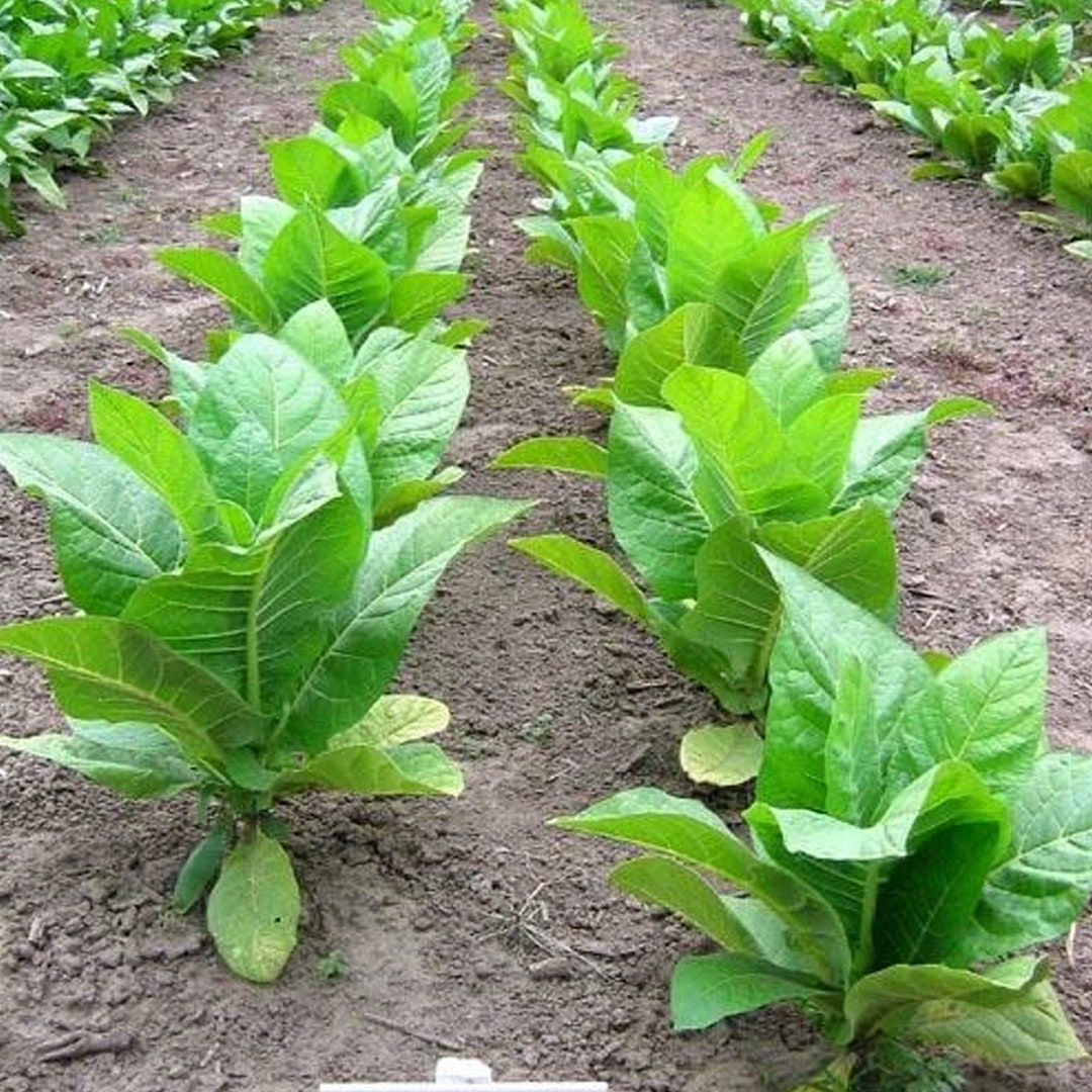 TN 90 LC Tobacco Seeds for Planting - ~10,000 Non-gmo Heirloom Tobacco ...