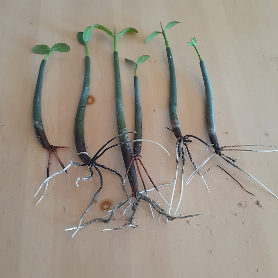 White Mangrove Roots