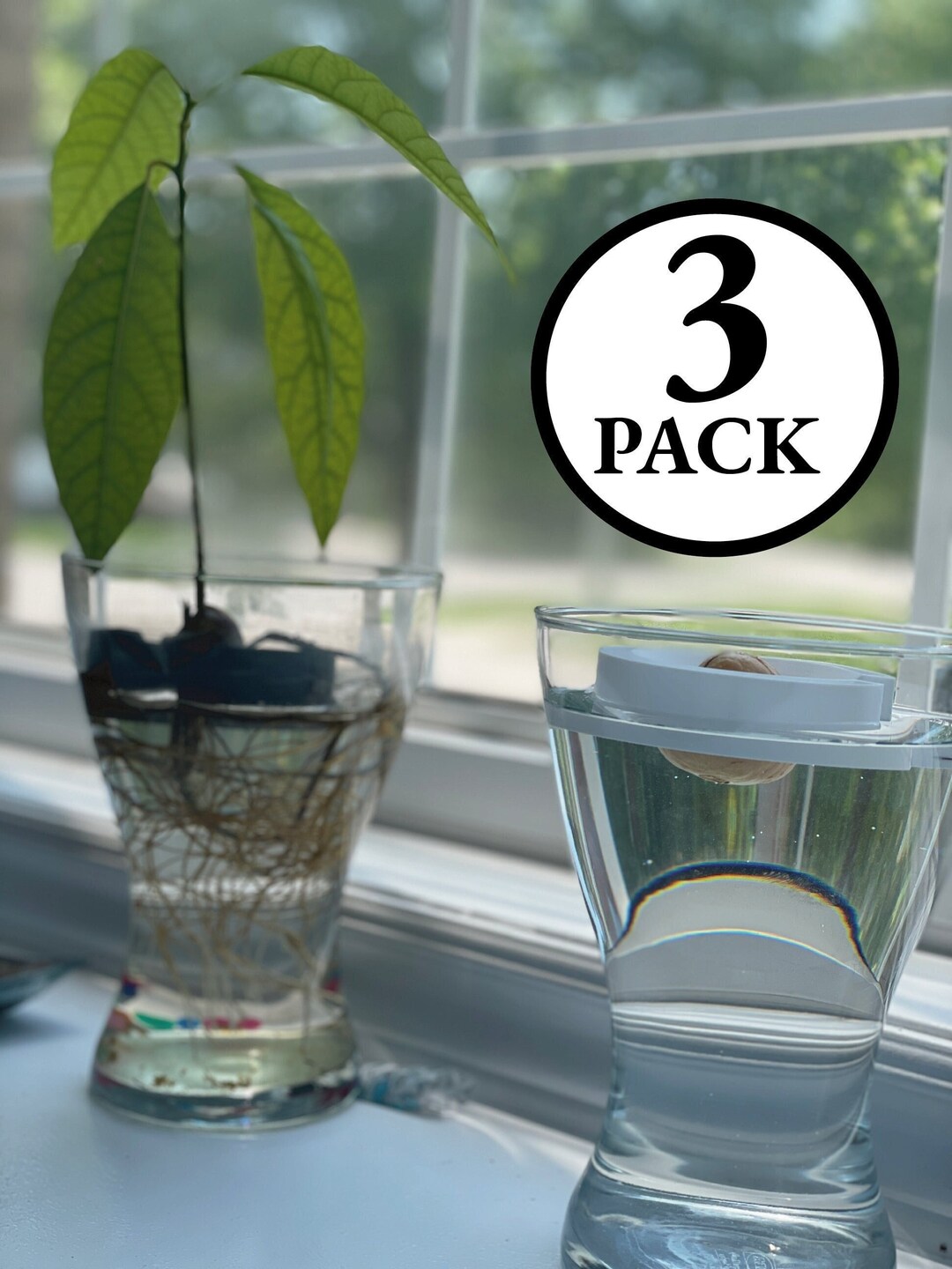 Avocado Float - Grow Avocado Trees at Home Easily - 3 Pack - Etsy