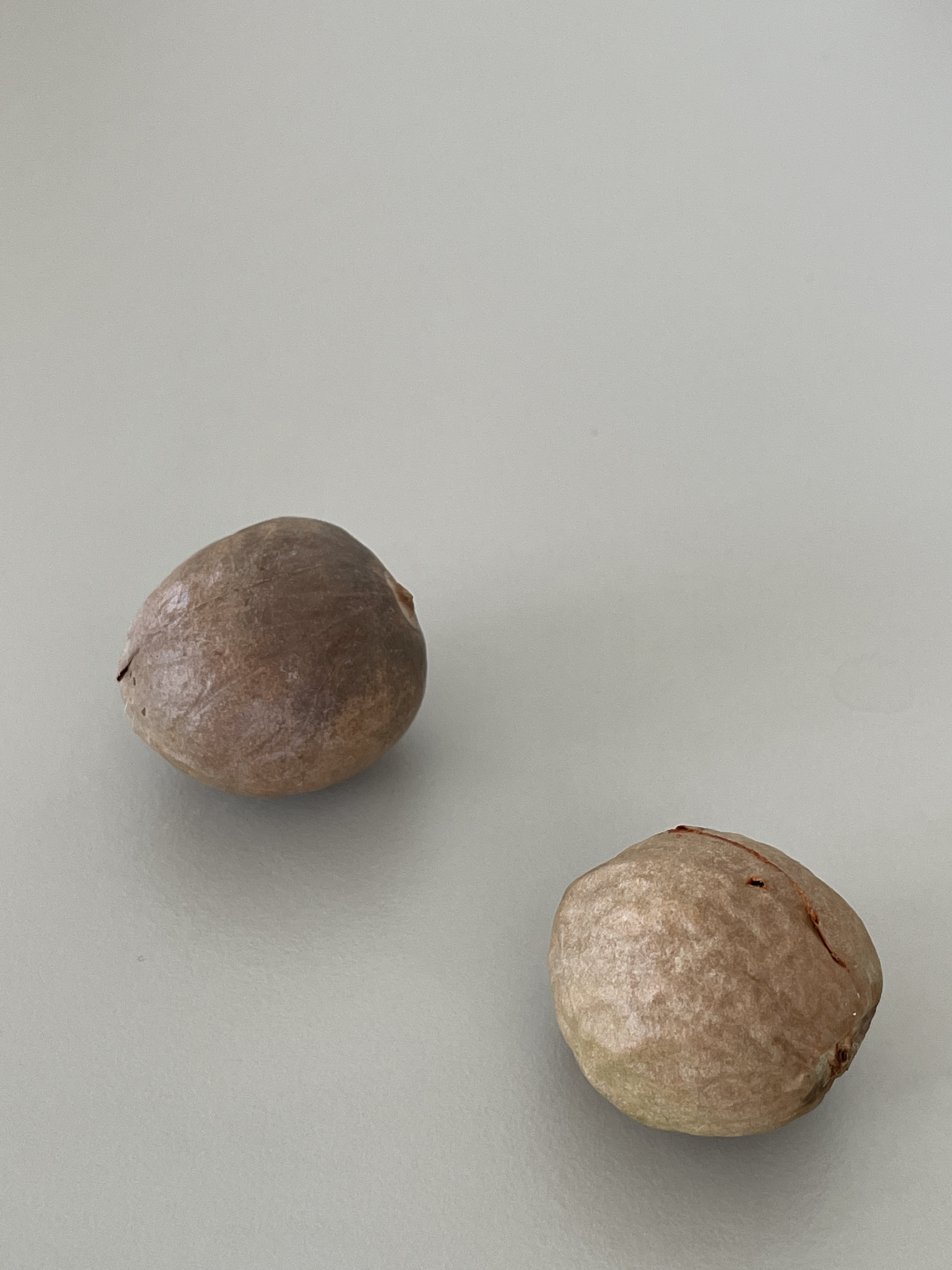 Avocado Float Grow Avocado Trees at Home Easily 3 Pack - Etsy