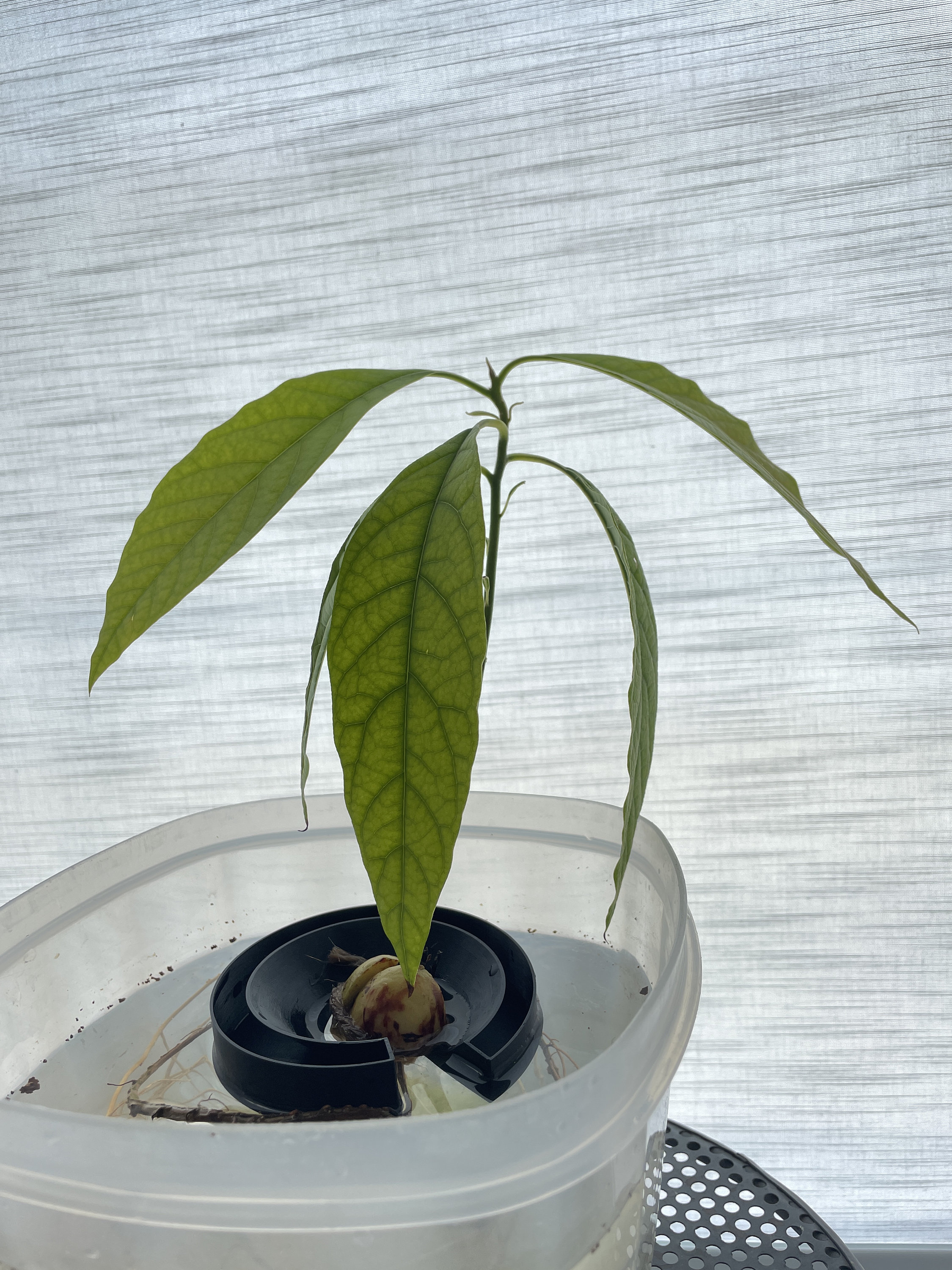 Avocado Float Grow Avocado Trees at Home Easily 3 Pack - Etsy