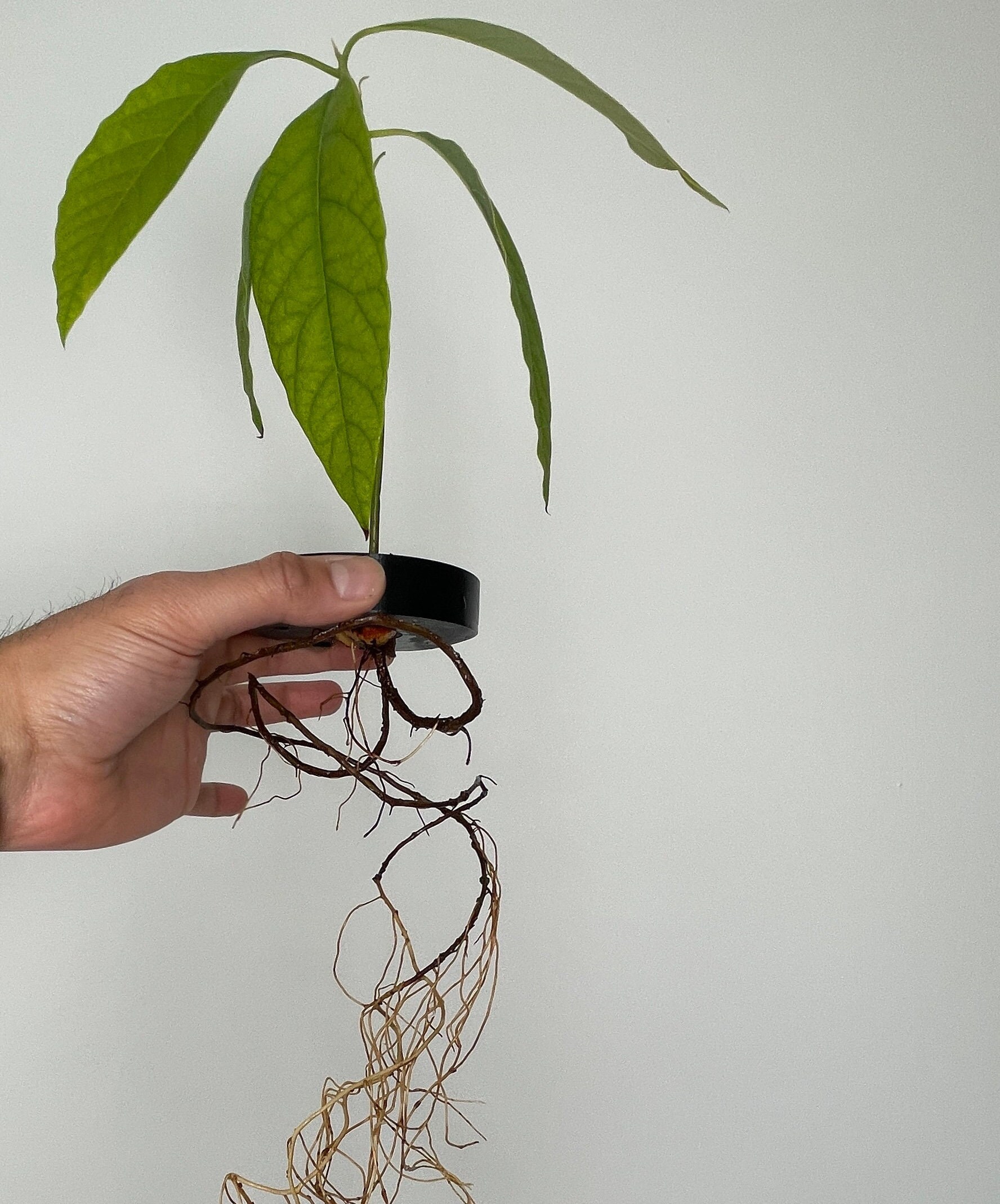 Avocado Float Grow Avocado Trees at Home Easily 3 Pack - Etsy