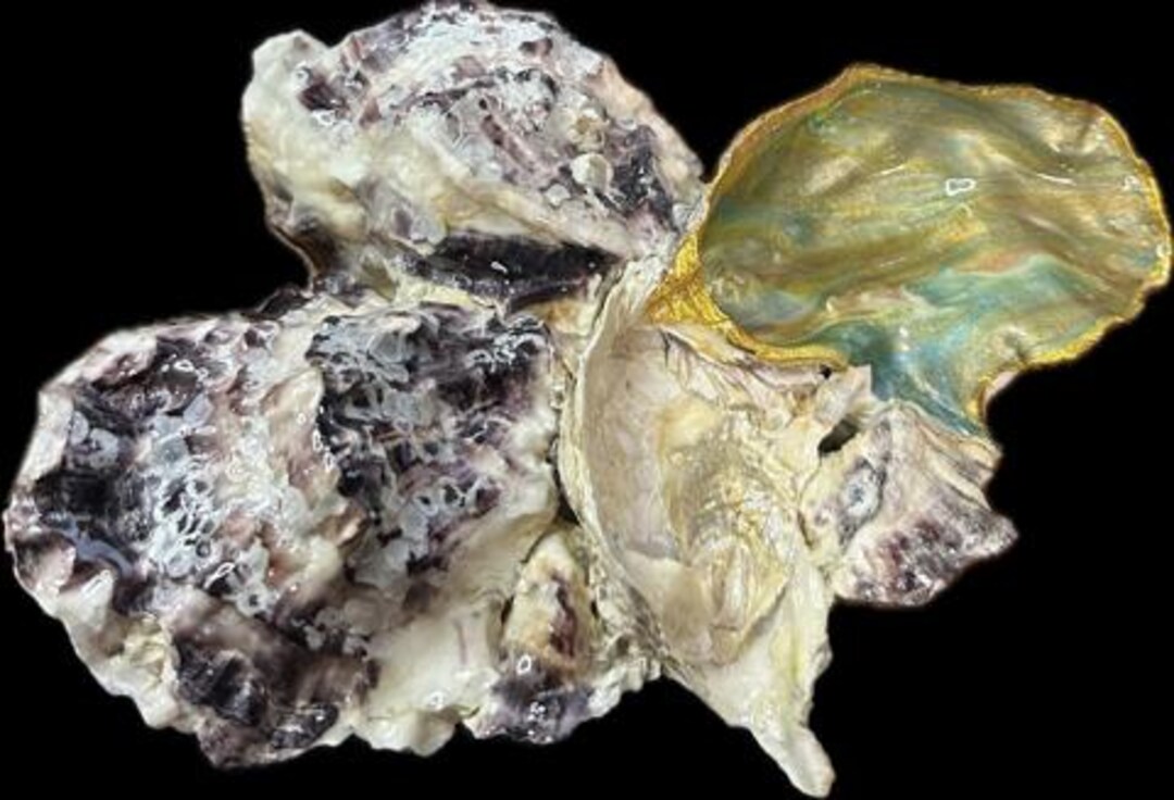 LARGE OYSTER SHELL Cluster Decor Craft - Etsy