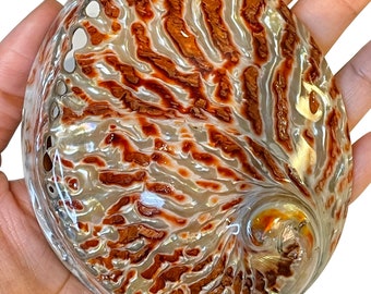 Red Abalone Shell - Etsy