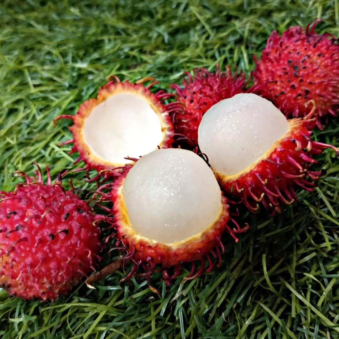 Grafted Fruit Tree Plants Rambutan Rapiah Free Phytosantary DHL Express ...