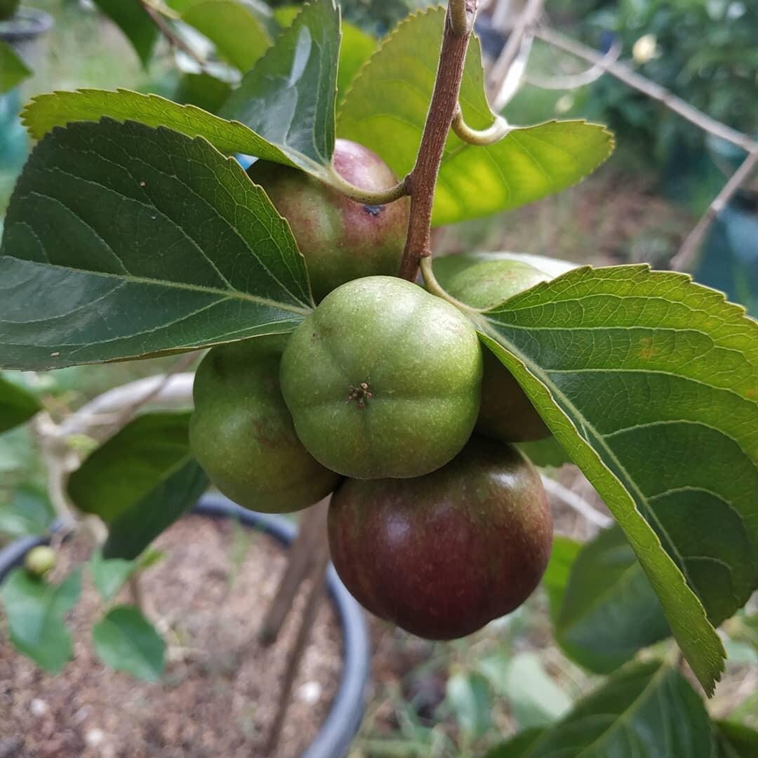 Grafted Fruit Tree Plants Pulm Manila Free Phytosantary DHL Express ...