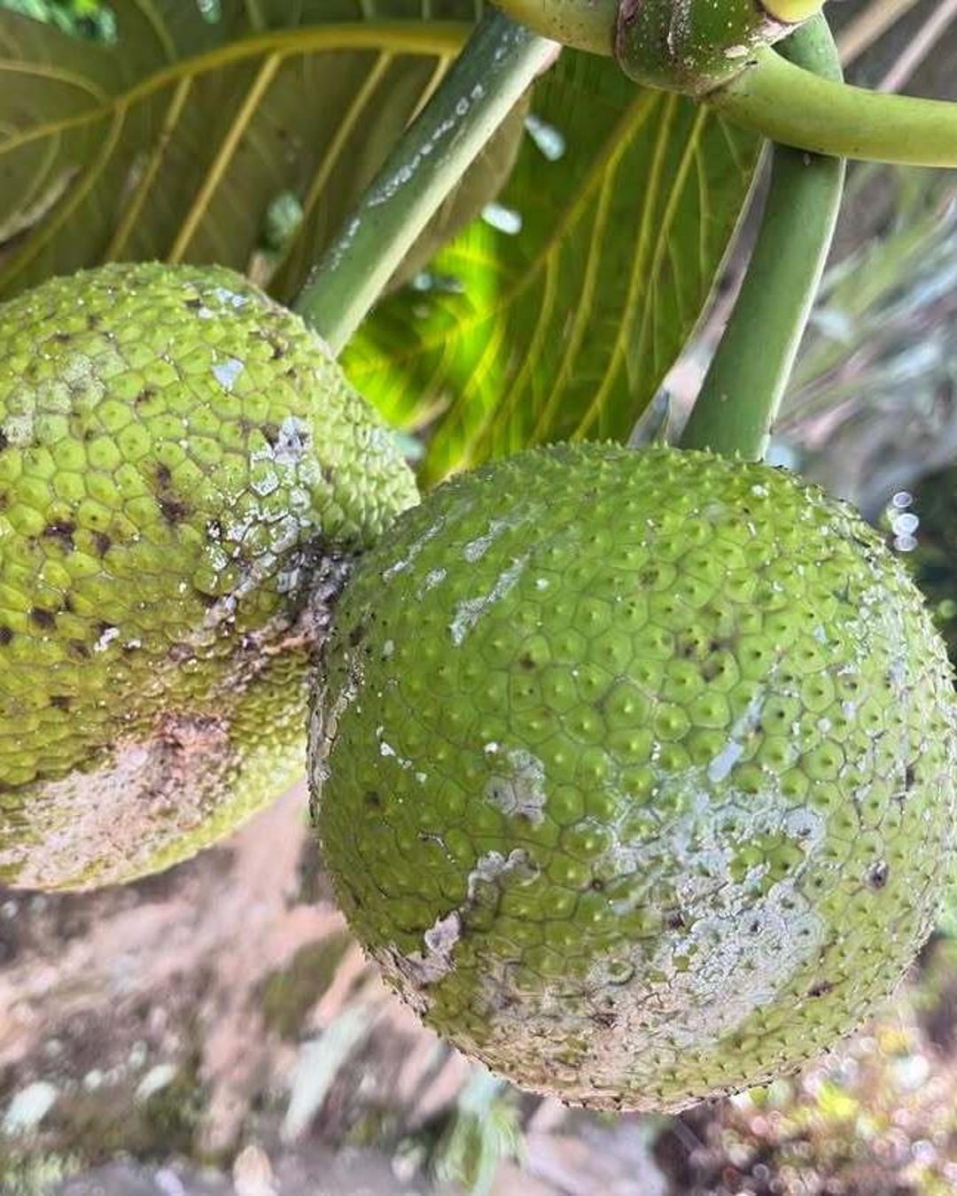 Grafted Fruit Tree Plants Breadfruit "artocarpus Altilis" Free ...