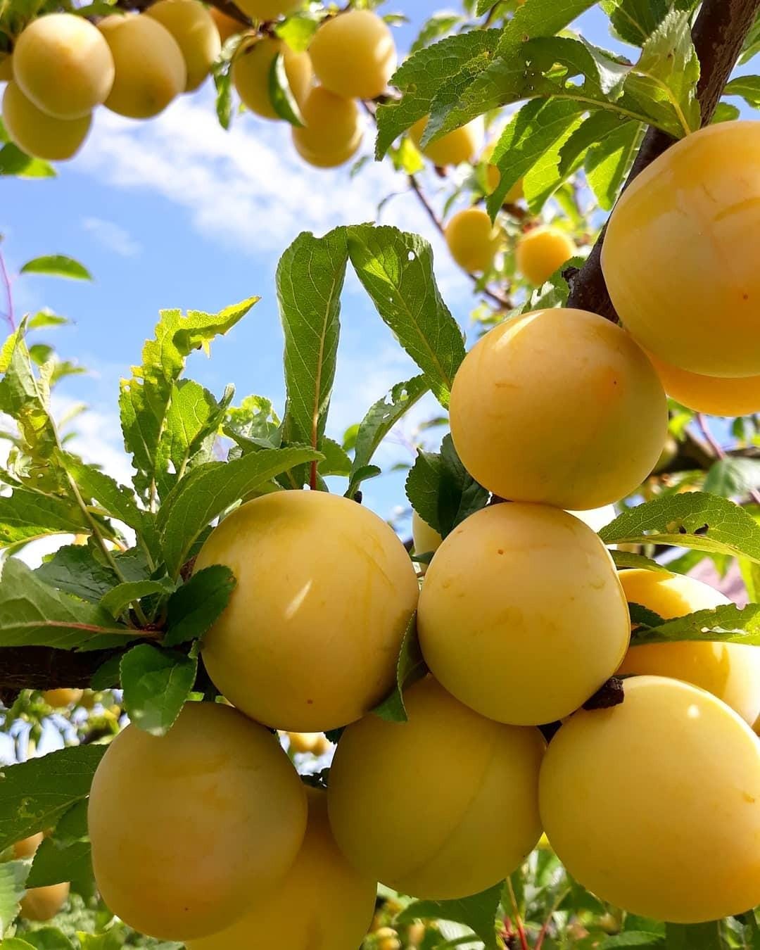 Grafted Fruit Tree Plants Yellow Plum Free Phytosantary DHL Express ...