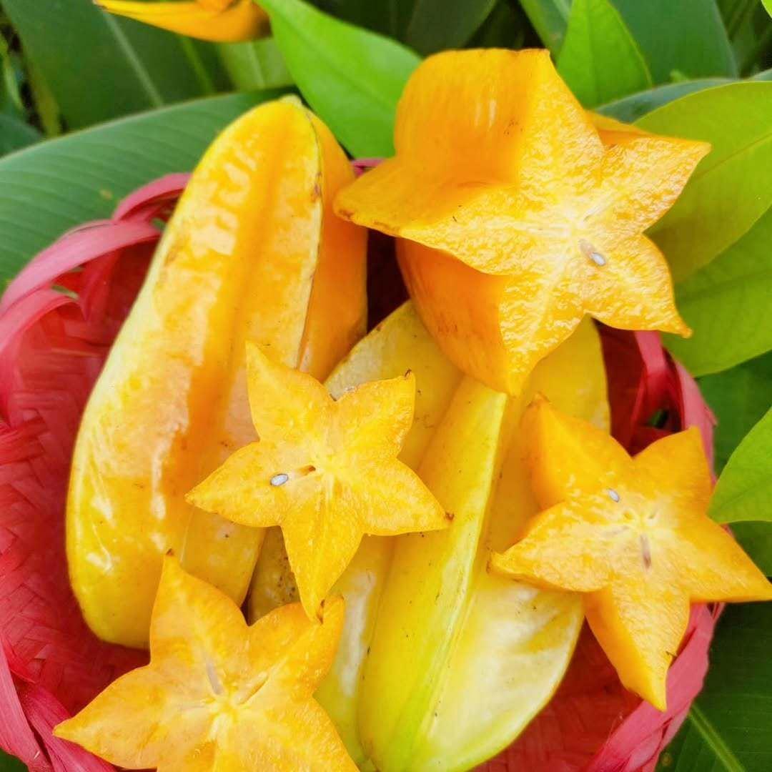 Grafted Fruit Tree Plants Averrhoa Carambola Honey Starfruit Free ...