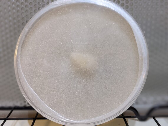Blue Oyster Agar Wedge Pleurotus Ostreatus Columinus | Etsy