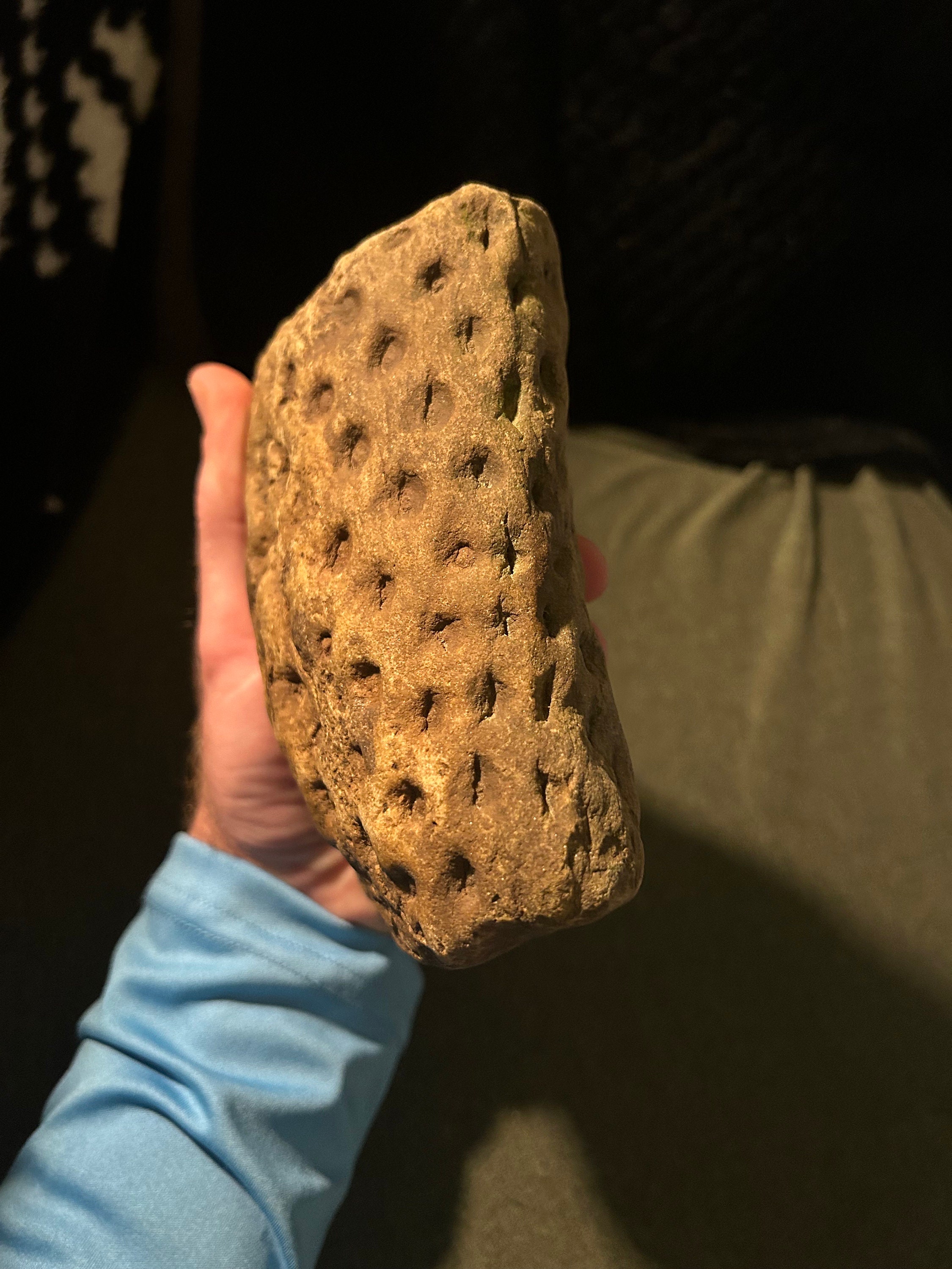 Detailed Stigmaria Fossil - Etsy