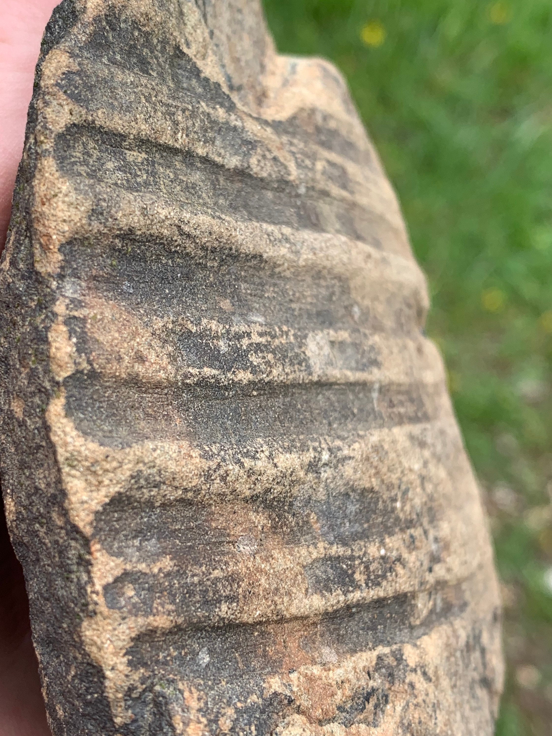 Carboniferous Fossil Cast in Sandstone - Etsy