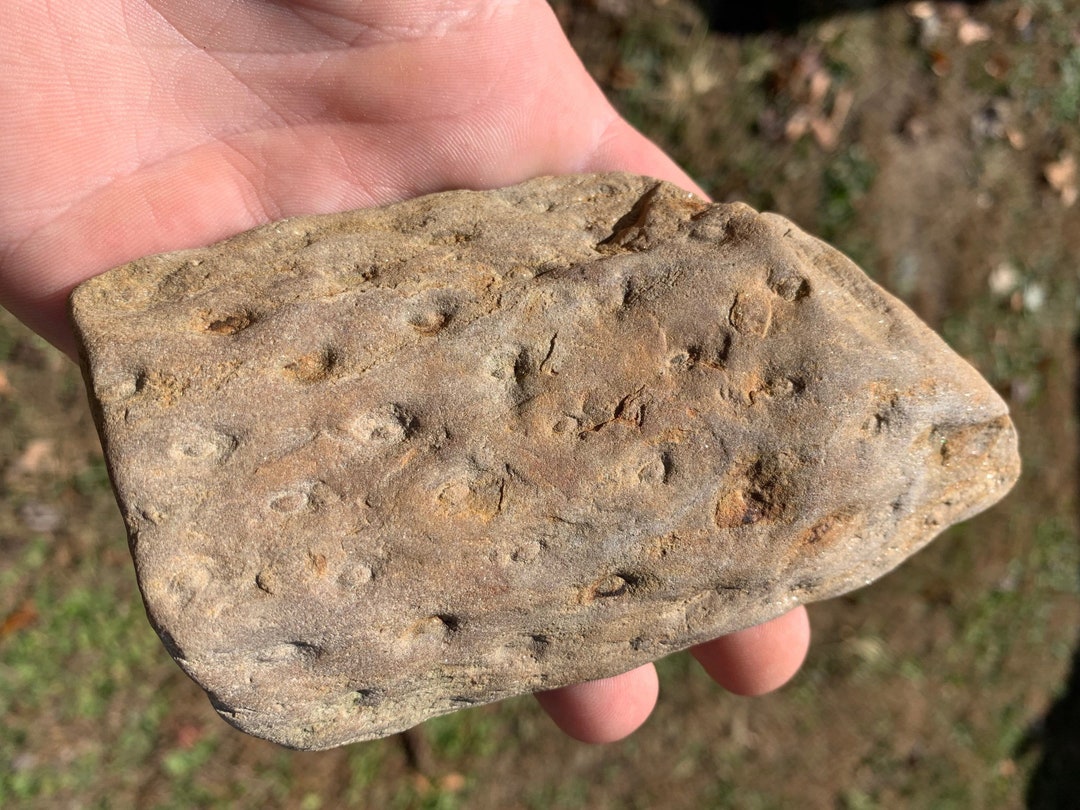 Stigmaria W/ Pyrite Flakes - Etsy