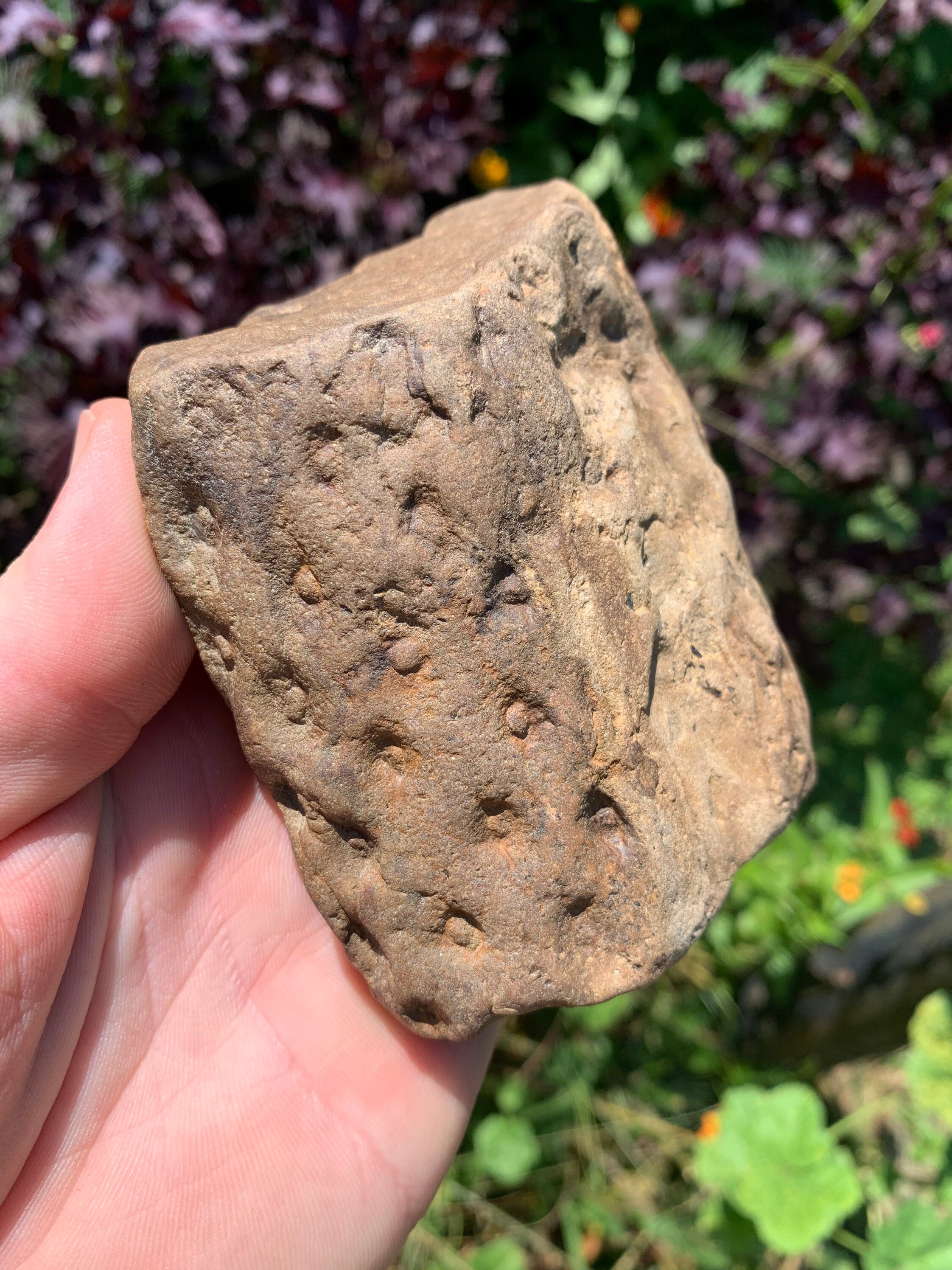 Sandstone Stigmaria Fossil - Etsy