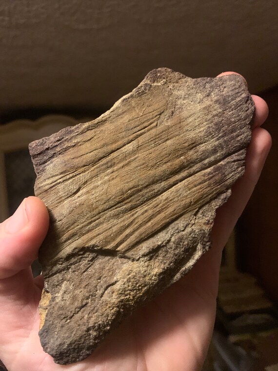 Petrified Wood Fossils