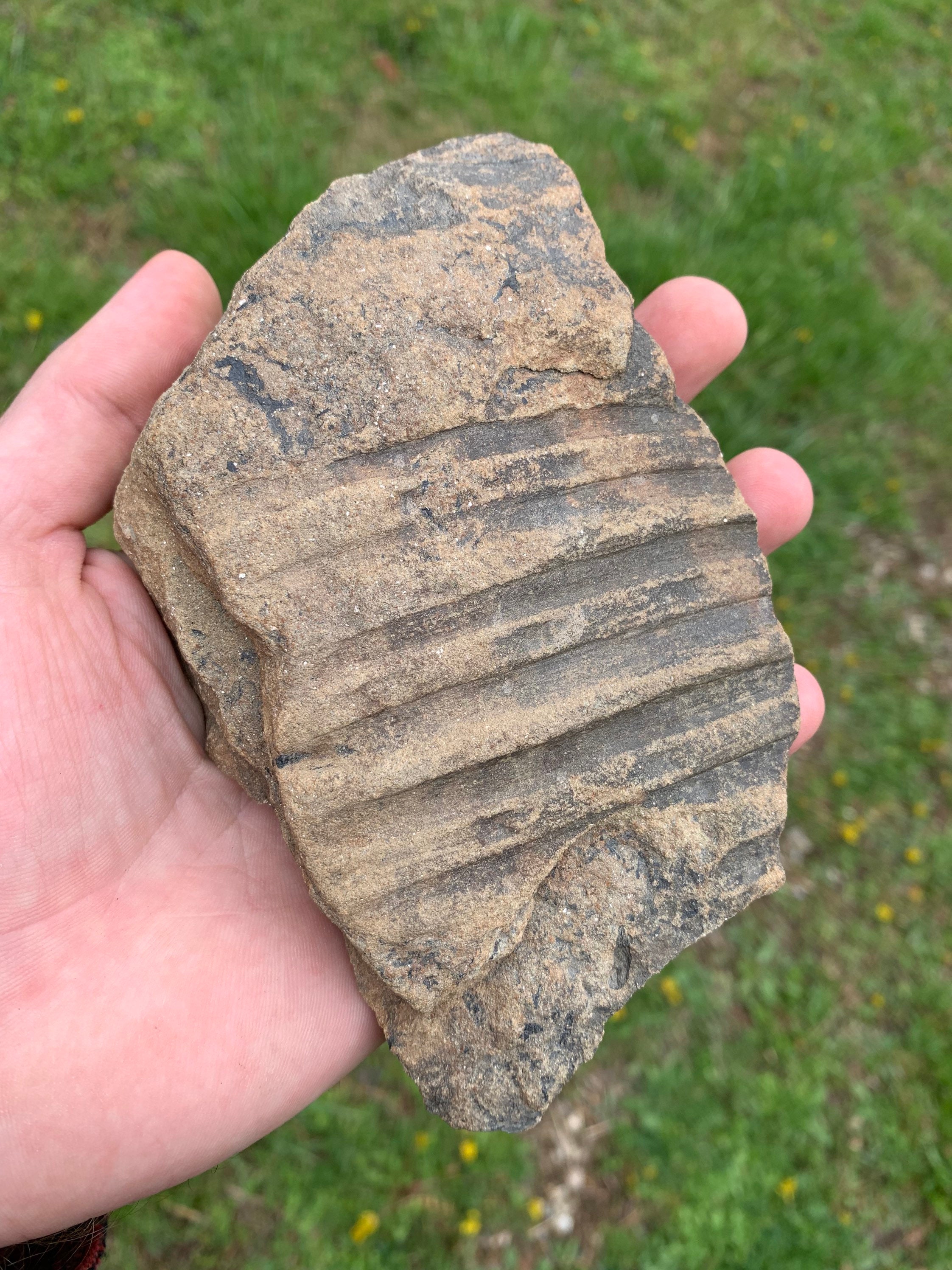 Carboniferous Fossil Cast in Sandstone - Etsy