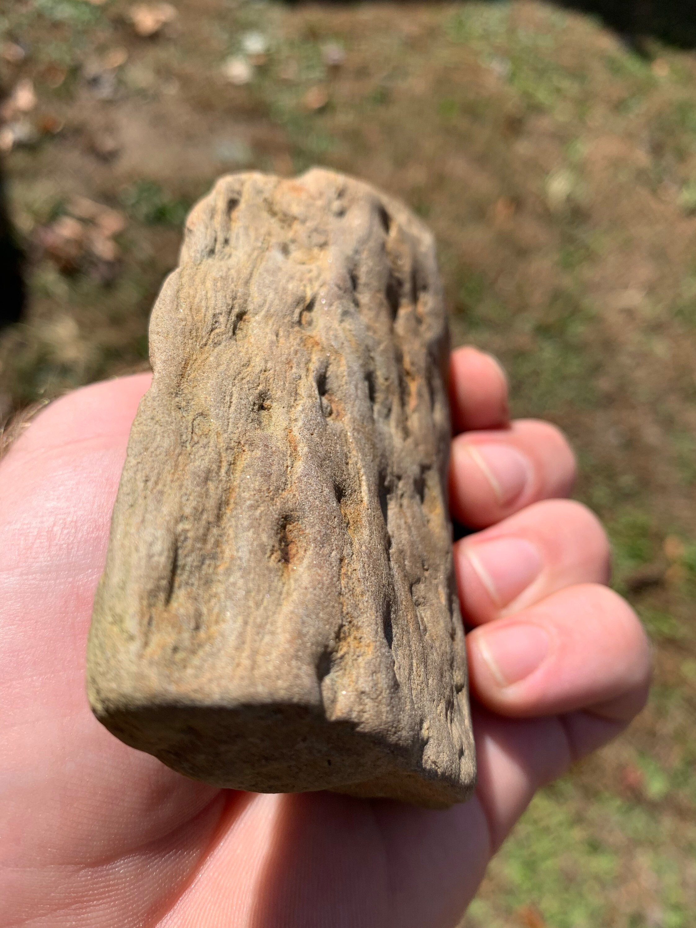 Stigmaria W/ Pyrite Flakes - Etsy