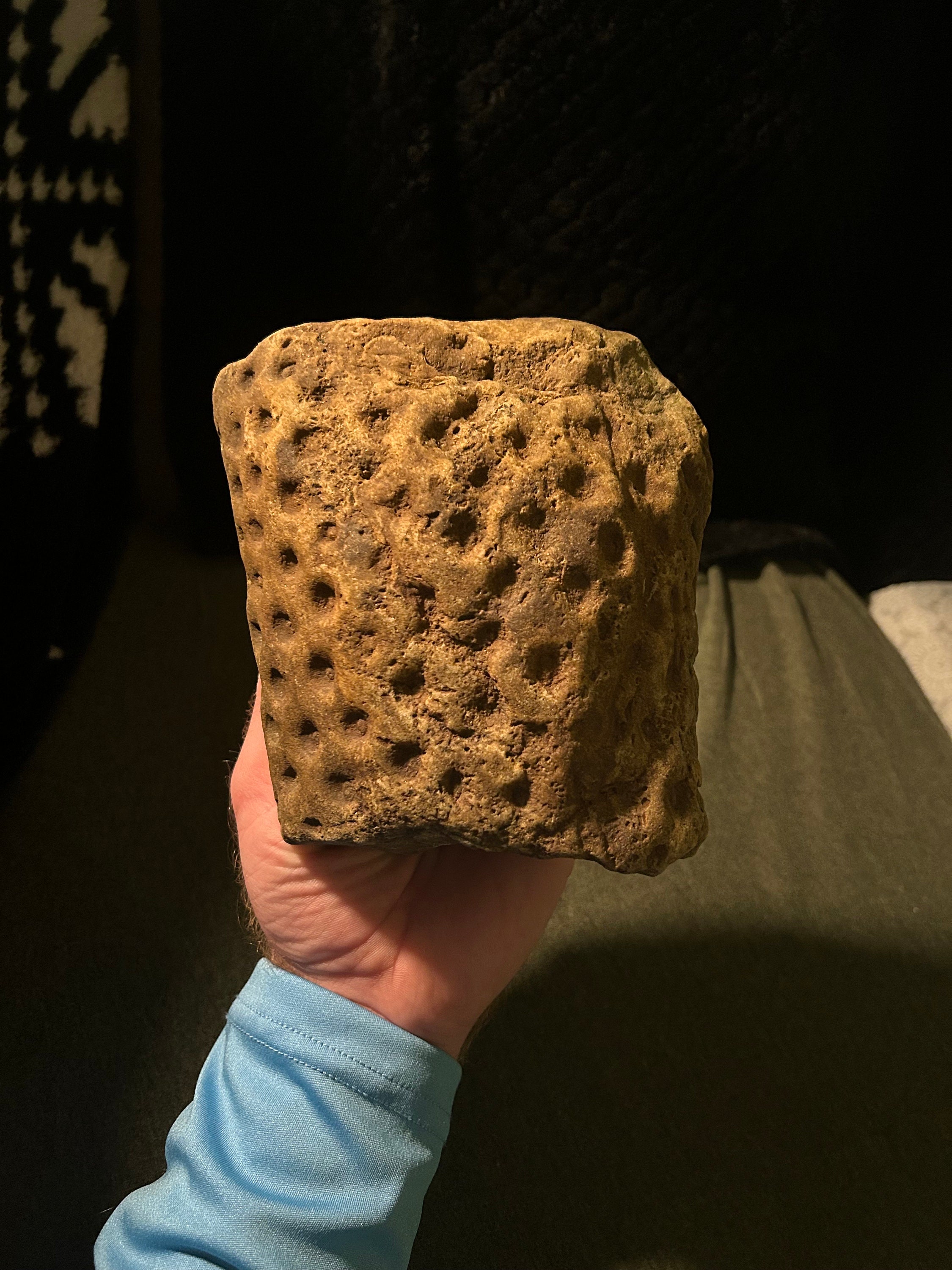 Detailed Stigmaria Fossil - Etsy