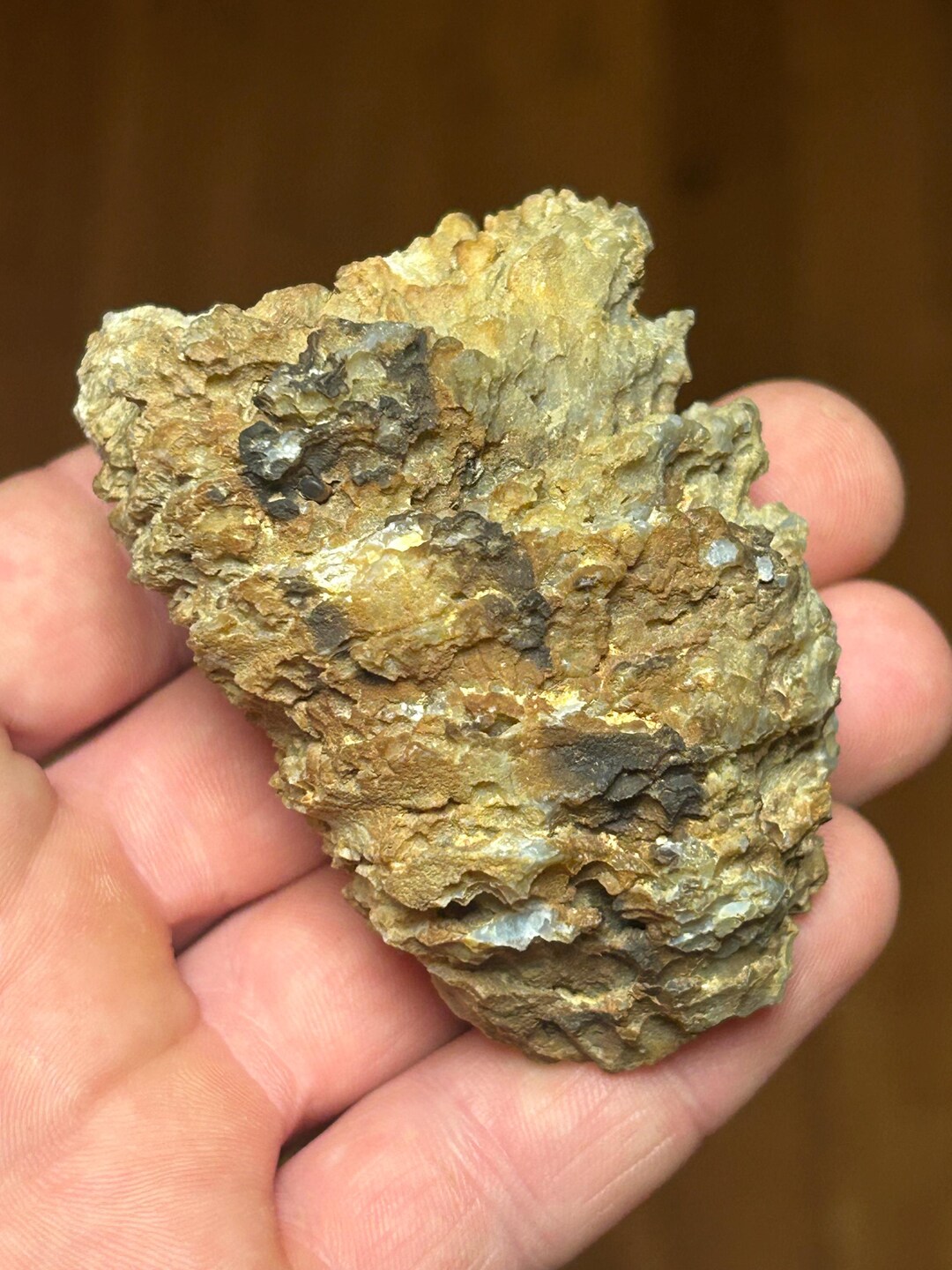 Quartz Rugose Coral - Etsy