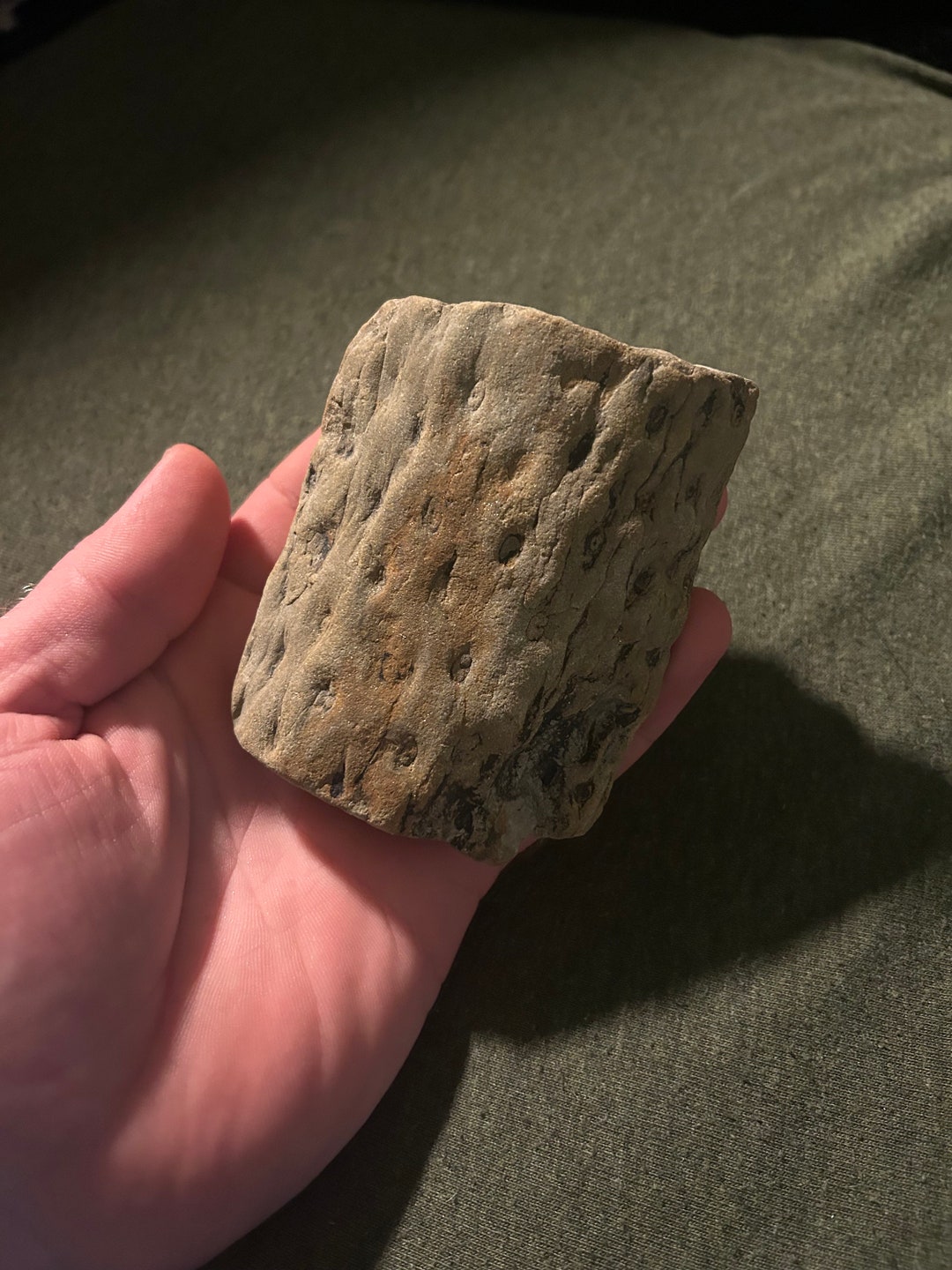 Small Lycopod Fossil - Etsy