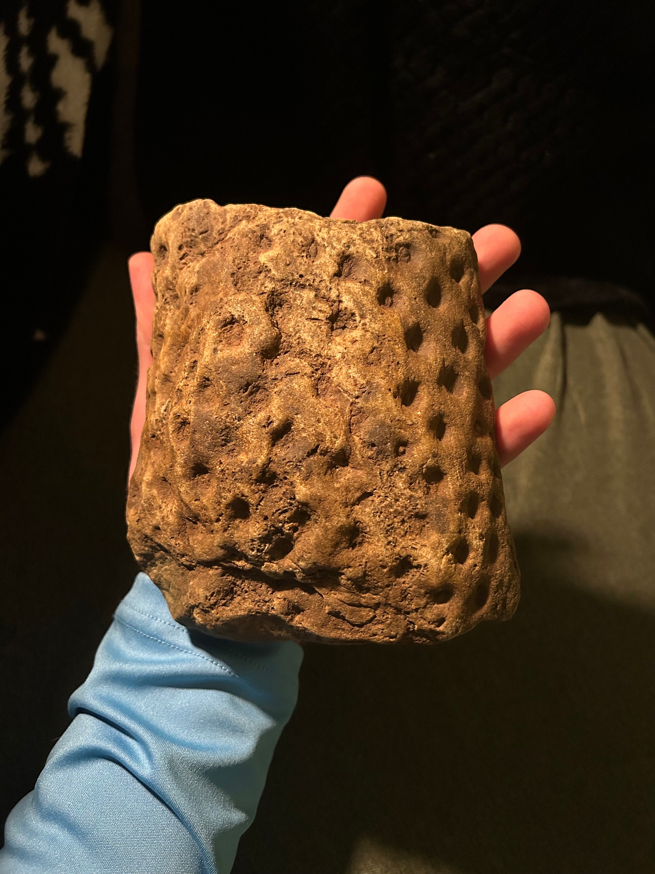 Detailed Stigmaria Fossil - Etsy