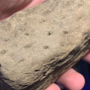 Finely Pitted Stigmaria Fossil - Etsy