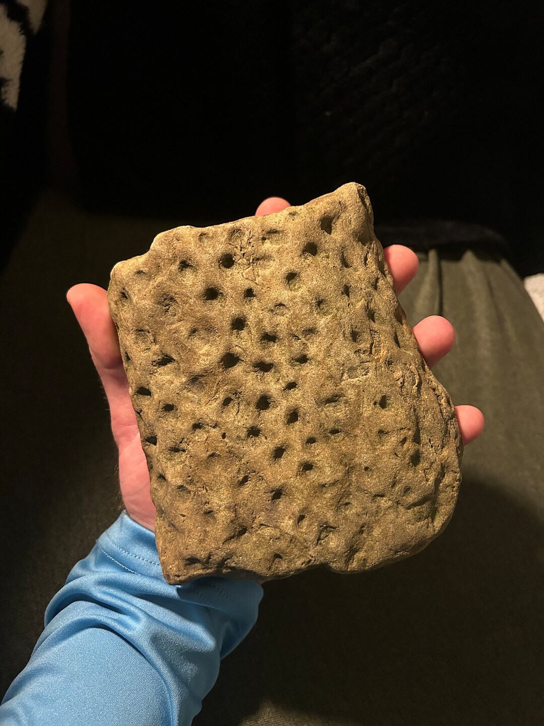 Detailed Stigmaria Fossil - Etsy