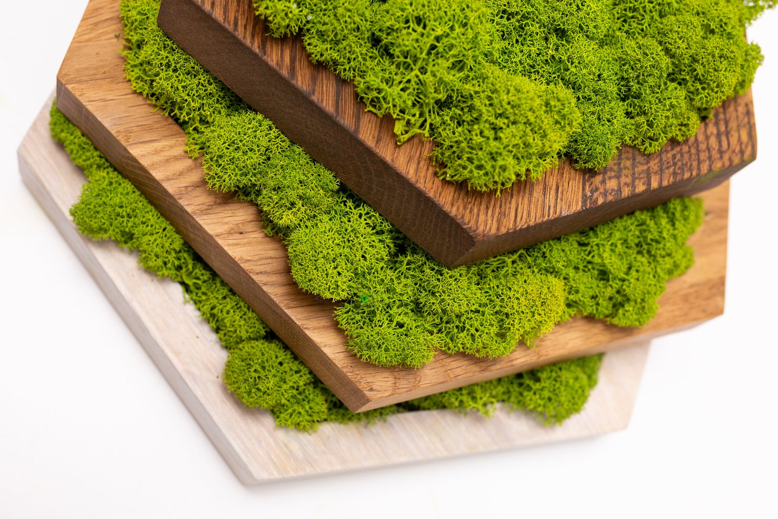 Moss Real Moss Decor Plant Wall Art Green Moss Wooden Panels - Etsy